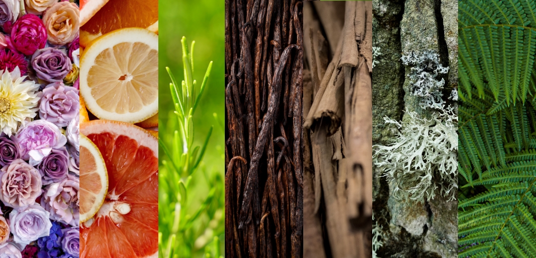 Les familles olfactives de parfum - Galimard